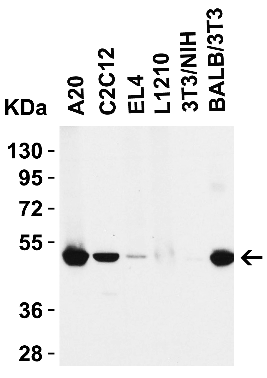 Anti-RIP3 Antibody – QED Bioscience Inc