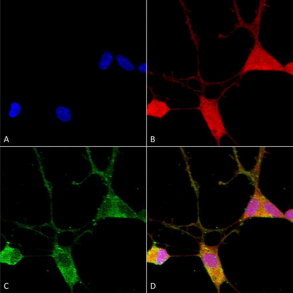 Anti-VGlut1 Transporter Antibody – QED Bioscience Inc