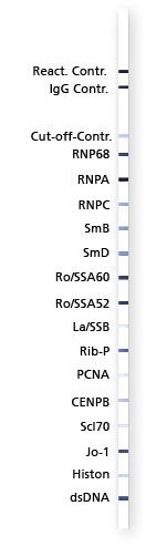 Mikrogen Diagnostik recomLine ANA/ENA IgG Lateral Strip Test Kit – QED ...