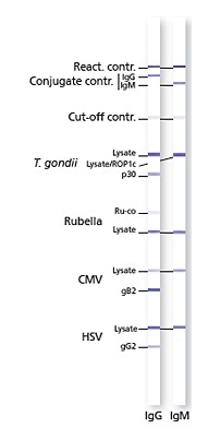 Mikrogen Diagnostik recomLine TORCH Screening IgG Lateral Strip Test ...