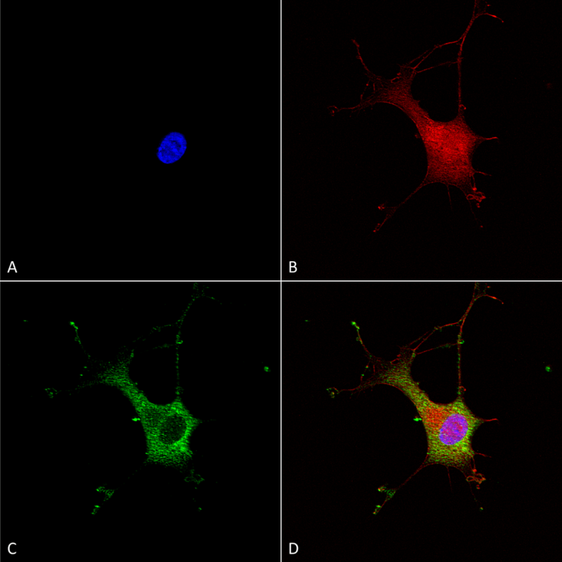 Anti-α 2c Adrenergic Receptor Antibody (56529) – QED Bioscience Inc